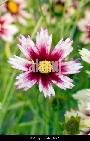 Coreopsis ‘Redshift’. Redshift Tickseed Stock Photo - Alamy
