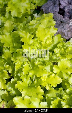 Heuchera ‘Lime Marmalade’ (Coral Bells Stock Photo - Alamy