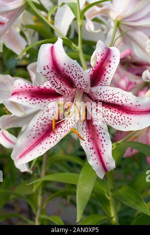 Lilium 'Dizzy'. Lily Stock Photo - Alamy