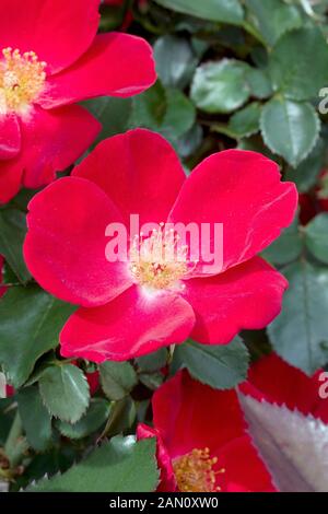Rosa Home Run Stock Photo - Alamy
