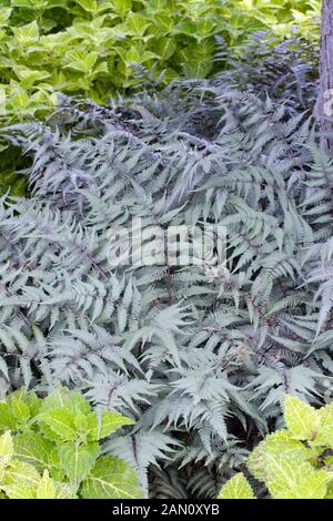 Japanese Painted Fern (Athyrium nipponicum) 'Pictum', close-up of ...