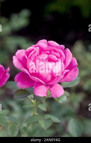 Rose Noble Antony Stock Photo - Alamy