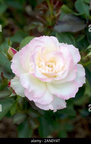 A Charles Aznavour Rose Stock Photo - Alamy
