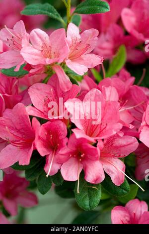 AZALEA 'AUTUMN CHEER' Stock Photo - Alamy
