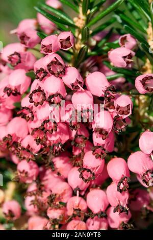 ERICA VAGANS 'KEIRA' Stock Photo - Alamy