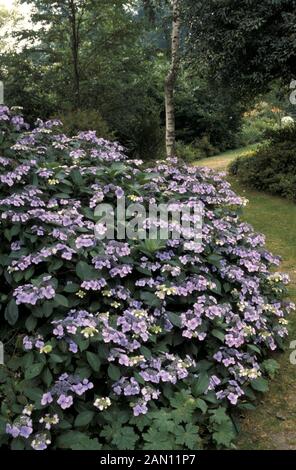 Hydrangea Blue Wave, hydrangea Mariesii Perfecta, deciduous shrub, lace-cap flower-heads, flower ...