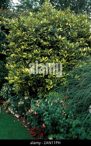 Elaeagnus pungens 'Maculata' Stock Photo - Alamy