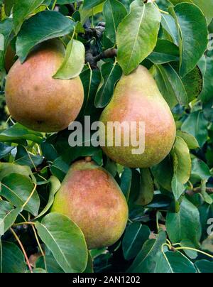 Pear 'Doyenne du Comice', Pyrus communis, pears, fruit, healthy eating ...