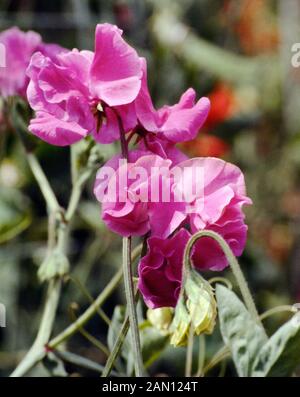 Sweet pea Eclipse Stock Photo - Alamy