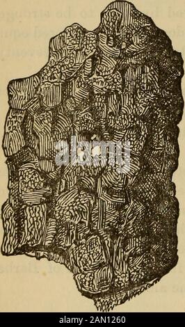 Alstonia constricta Alstonia constricta Stock Photo - Alamy