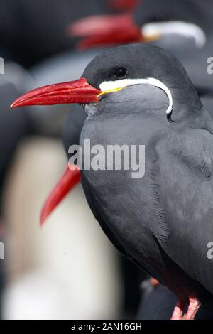 Inca tern, Larosterna inca. Near threatened. Native to Chile, Ecuador ...