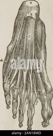 Muscles of the posterior leg, soleus and gastrocnemius muscle, photo of ...