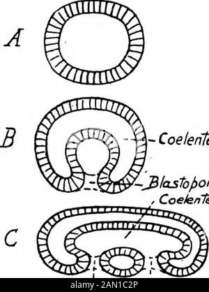 The philosophy of biology . endoderm, and opening tothe outside by an ...