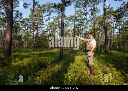 Measuring pine trees Stock Photo - Alamy