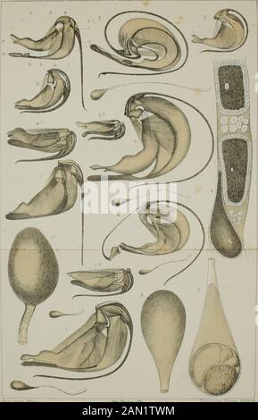 A biological study on the alternating generations of oak galls and gall ...