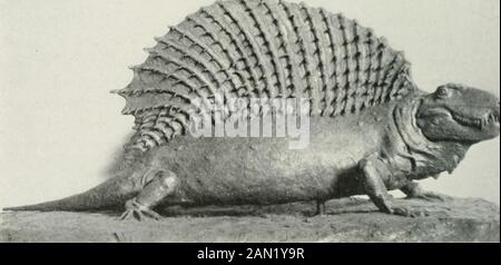 The American Museum of Natural History, 2, The Naosaurus Stock Photo ...