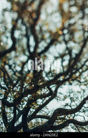 Abstract Live Oak Tree Against A Clear Blue Sky Stock Photo - Alamy