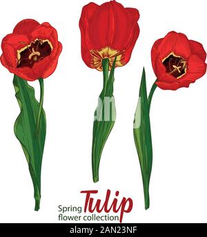 Line art tulips set. Hand drawn set of tulips branches collection ...