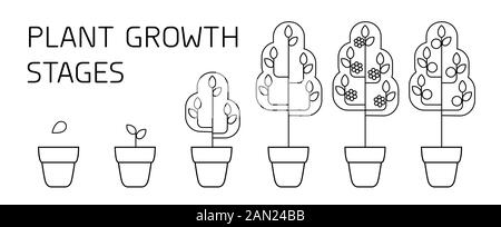 Tree growth stages infographics. Line art icons. Planting instruction ...