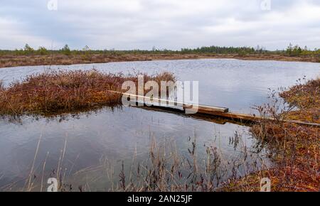 bog landscape, bog plants and trees of different colors Stock Photo - Alamy