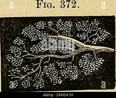 Carpenter's principles of human physiology . The Mercurial Kymograph.—a ...