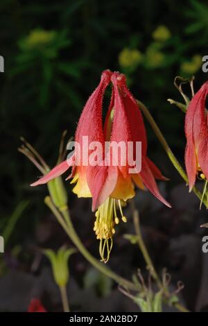 Wild Canadian columbine, Aquilegia canadensis, growing in the Cascade ...