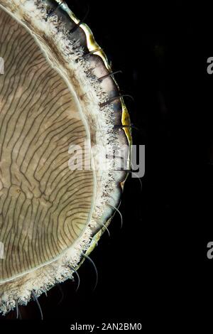 ABALONE OR PERLEMOEN haliotis midae IN SOUTH AFRICA Stock Photo - Alamy