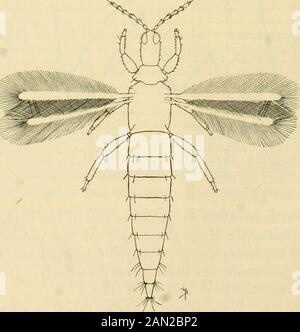 The red spider (Tetranychus yothersi McG.) on the avocado . Fig. 3.—The ...