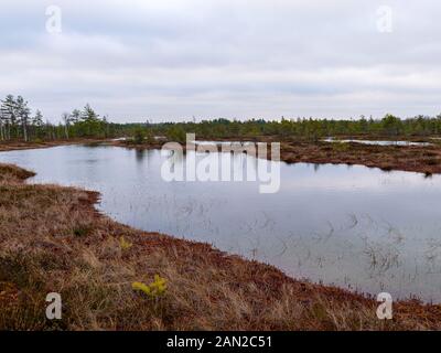 gloomy swamp landscape, grass, colorful moss and swamp pines, swamp ...