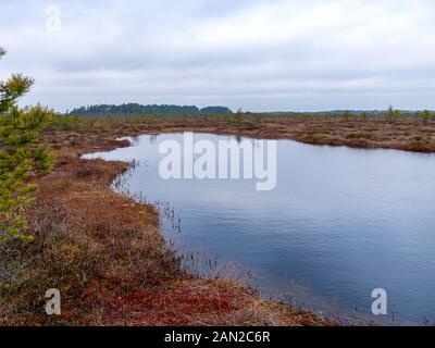 gloomy swamp landscape, grass, colorful moss and swamp pines, swamp ...
