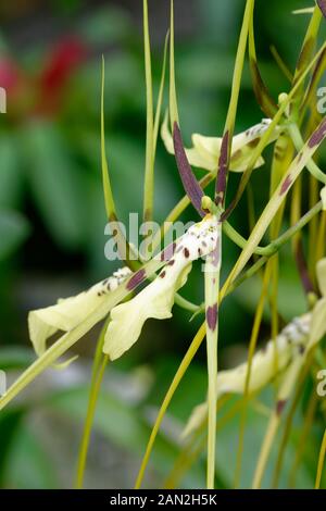 Brassia Hybrid Orchid - Brassia hybrid Edvah Loo 'Vera Cruz' Stock ...