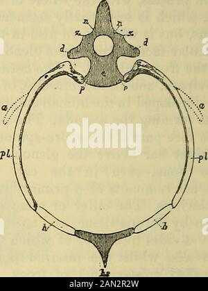 . Elements of human physiology. Physiology. THE SPINAL CORD 683 ...