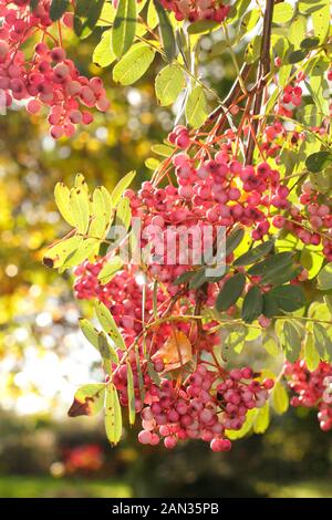 The pink berries of the Sorbus hupehensis ‘Pink Pagoda’, or Mountain ...