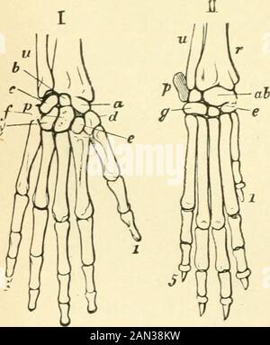 Ernst haeckel 3 Stock Photo - Alamy