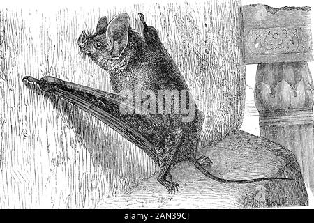 greater mouse-tailed bat, Rhinopoma microphyllum, digital improved ...