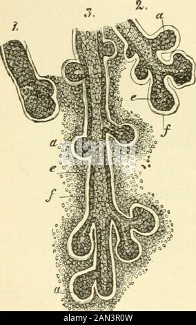 Ernst haeckel 3 Stock Photo - Alamy