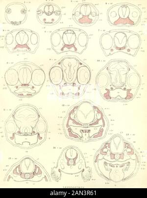 On the Development of the Skull in Lepidosteus osseus . •T i /; JT km h ...