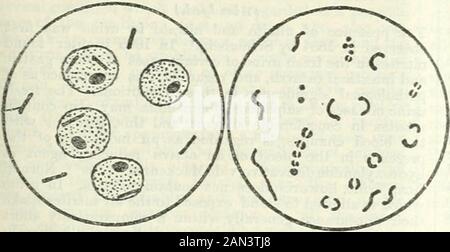 A colony of bacteria seen under a microscope Stock Photo - Alamy