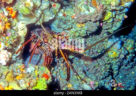 The Japanese spiny lobster, Panulirus japonicus. Known as Ise-Ebi in ...
