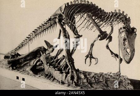 Brontosaurus skeleton, American Museum of Natural History, New York ...