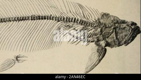 Index fossils 2 Stock Photo - Alamy