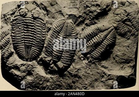 Fossil halls in the American Museum of Natural History museum in ...
