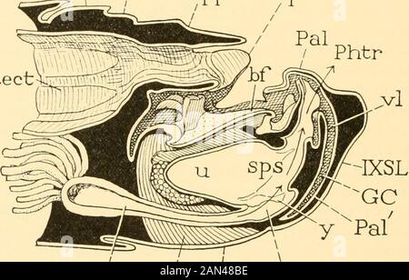 Smithsonian miscellaneous collections . of thedorsal muscles and most ...