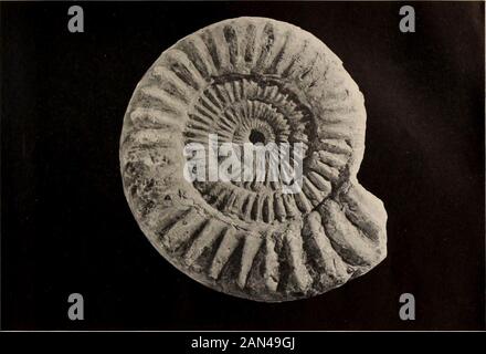 Fossil halls in the American Museum of Natural History museum in ...
