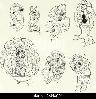 . Fungi, ascomycetes, ustilaginales, uredinales. Fungi. in ...