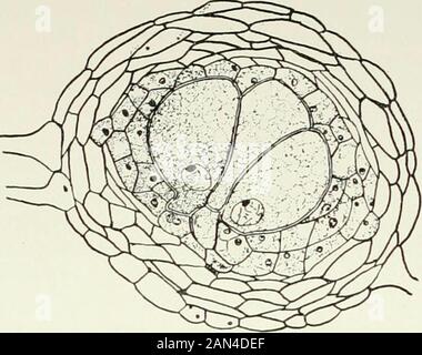 . Fungi, ascomycetes, ustilaginales, uredinales. Fungi. 82 ...