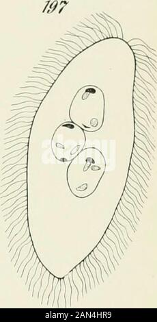 Opalina : its anatomy and reproduction, with a decription of infection ...