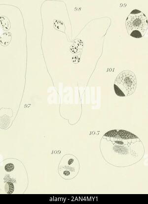 Opalina : its anatomy and reproduction, with a decription of infection ...