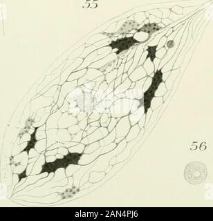 Opalina : its anatomy and reproduction, with a decription of infection ...