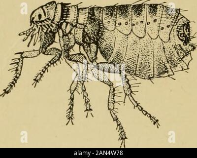 Human fleas Pulex irritans male smaller and female Stock Photo - Alamy